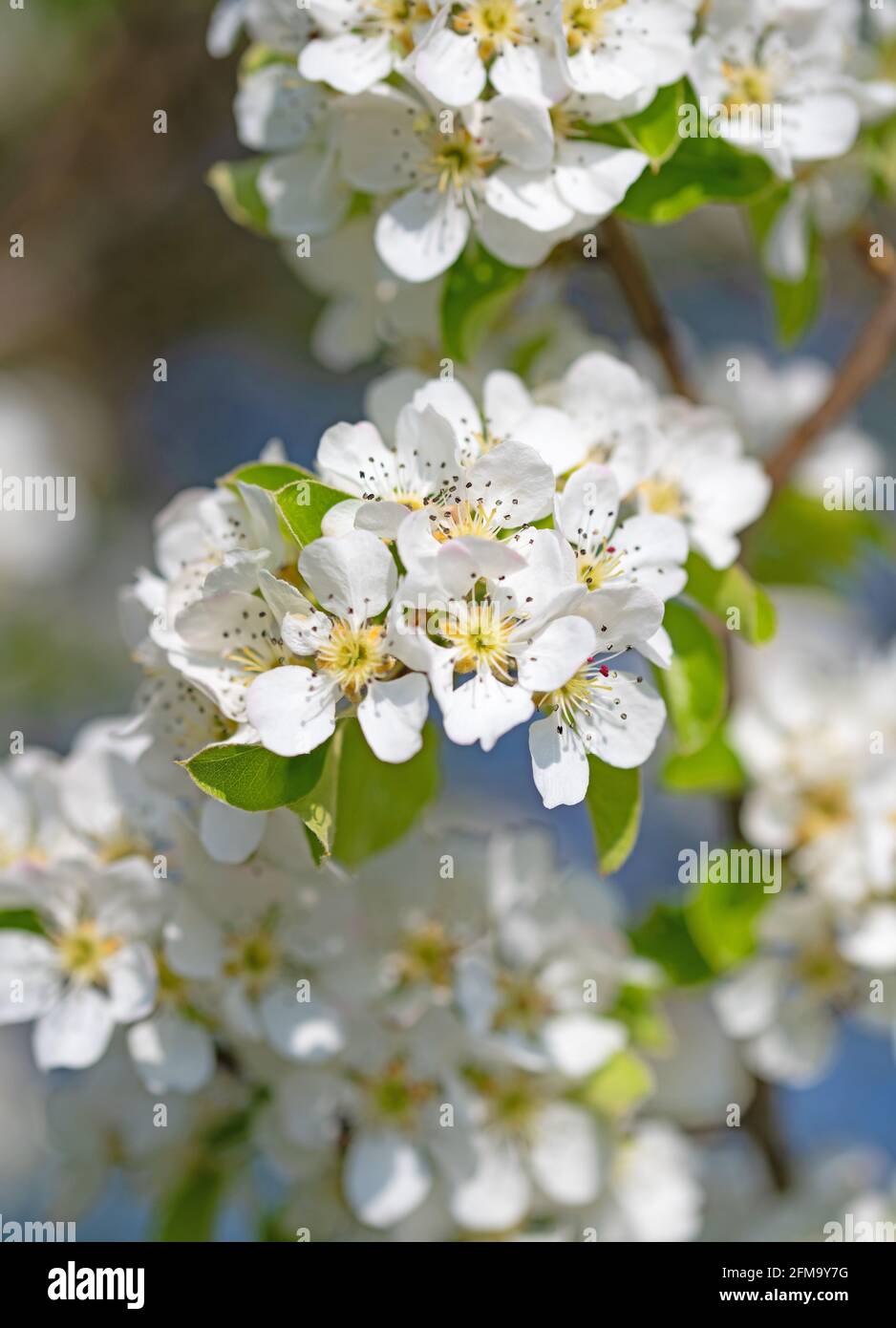 Flowering pears, Pyrus, in spring Stock Photo - Alamy