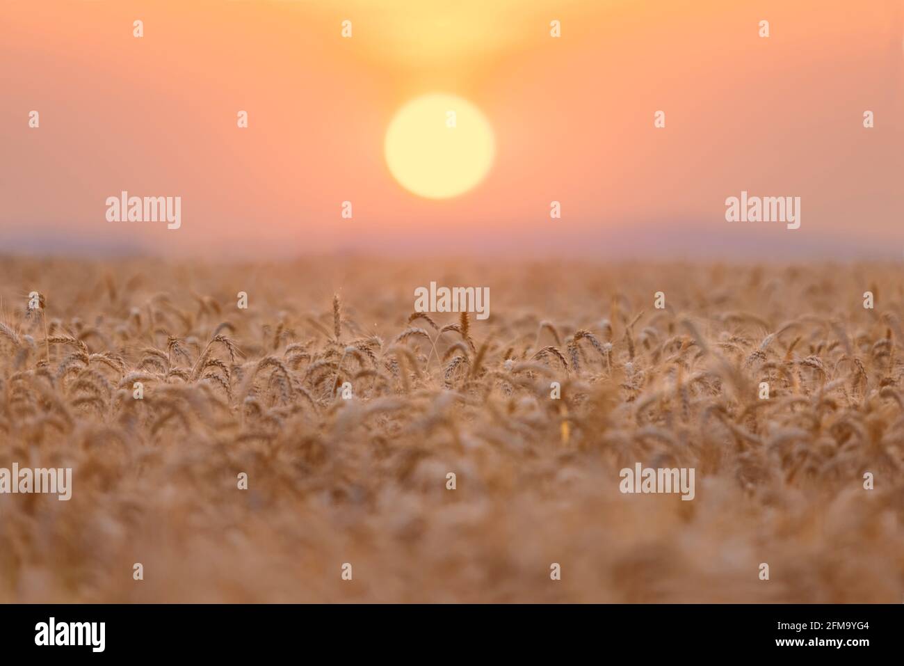 Gold Ear Pick High Resolution Stock Photography and Images - Alamy