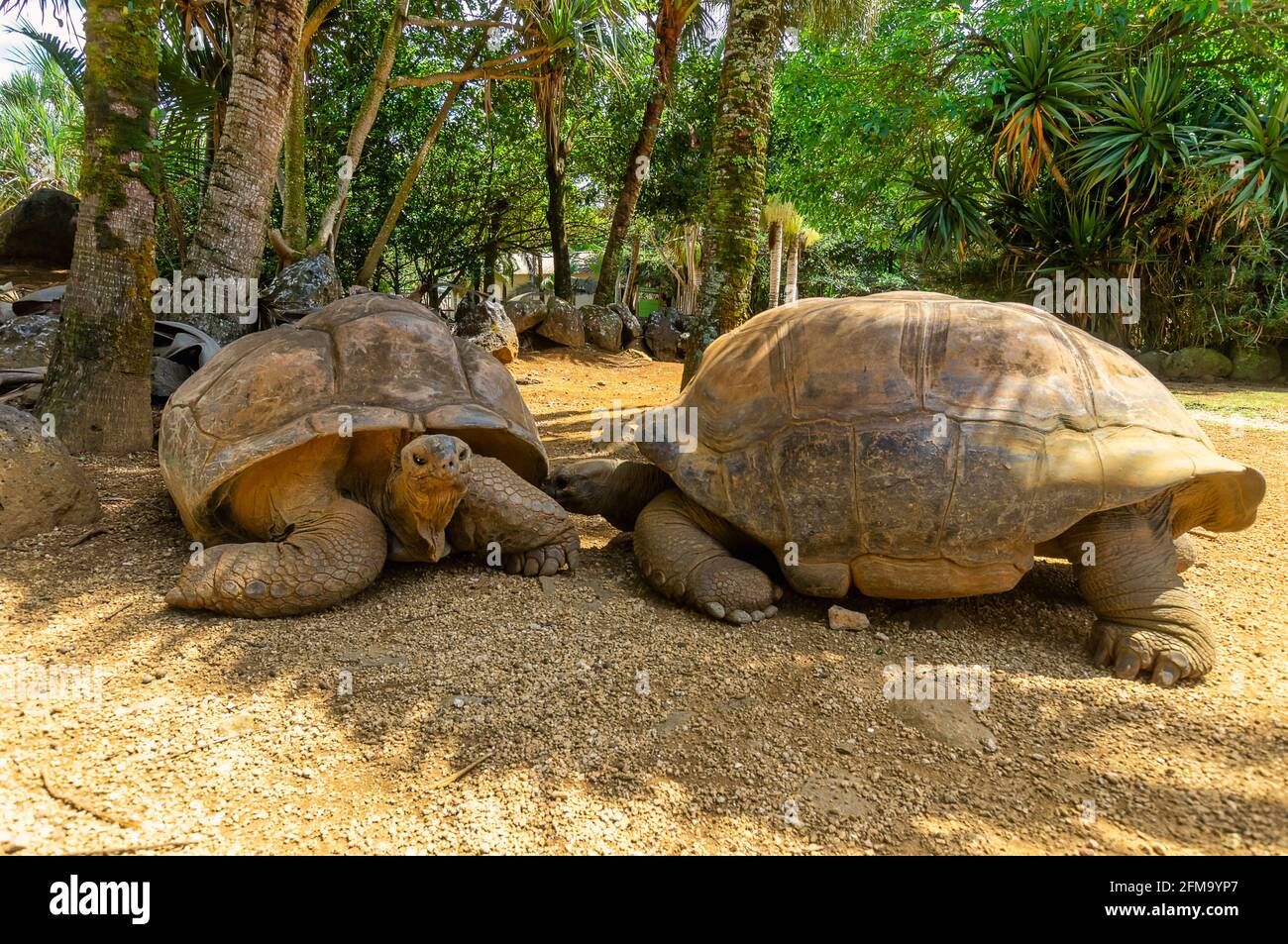 Two tropical giant turtels are looking at each other at mauritius in a ...
