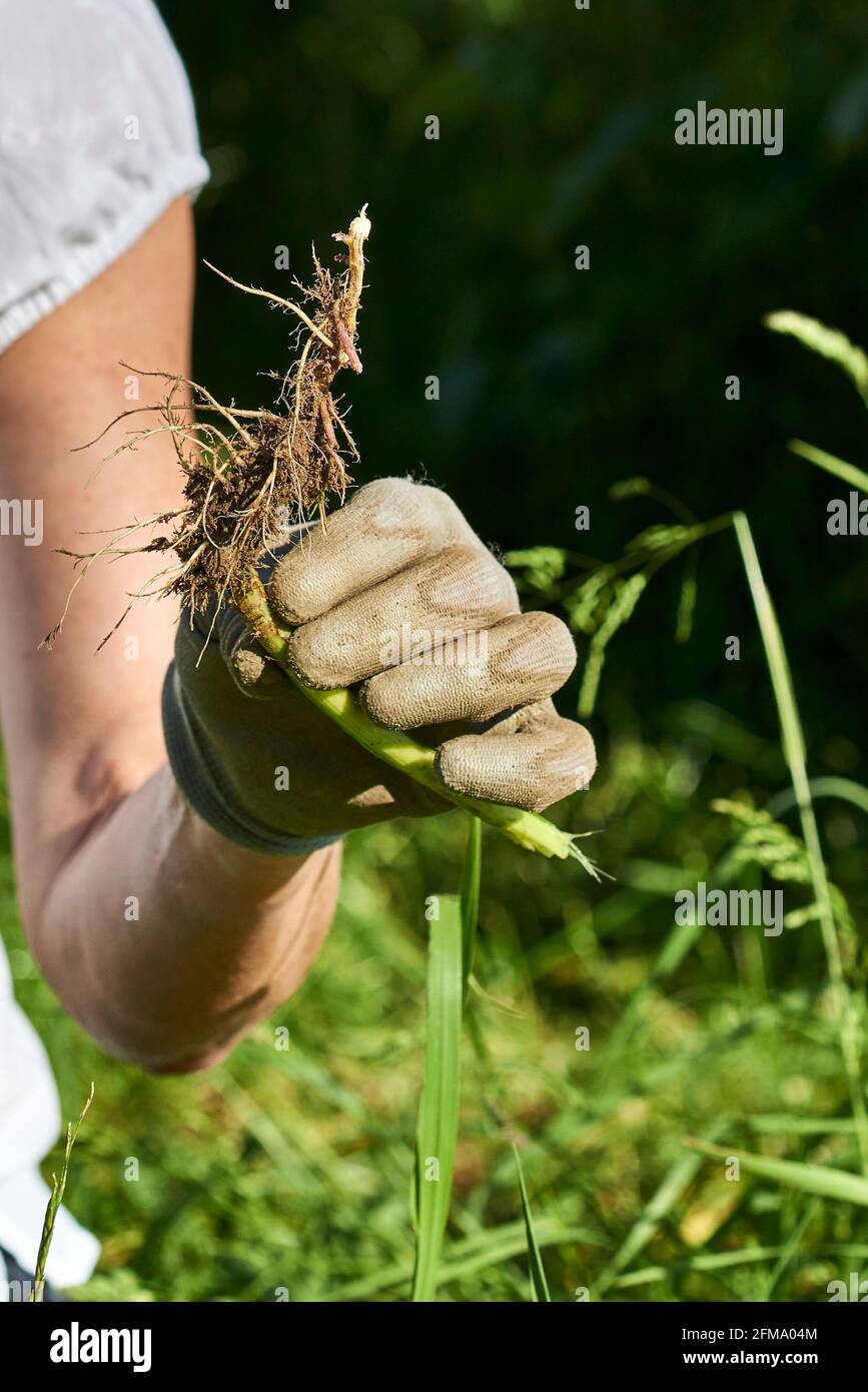 Steps for making a nettle tincture from nettle roots, hand with fresh ...