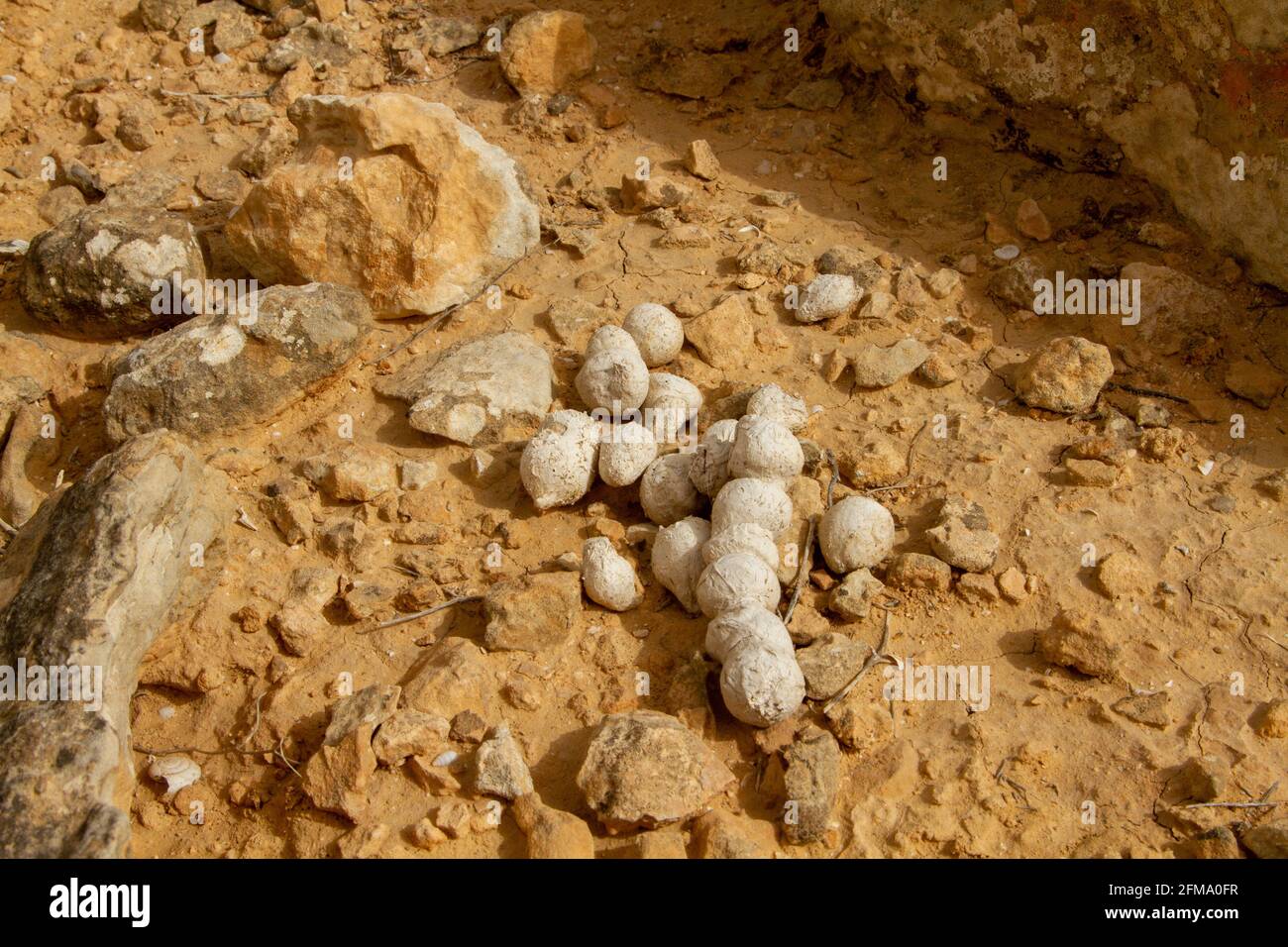 Droppings of a Striped Hyena (Hyaena hyaena) Photographed in the Arava ...