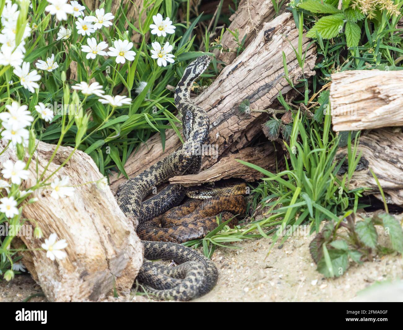 Adder Dance. Male Adders Dacing / Fighting for Dominace Stock Photo - Alamy