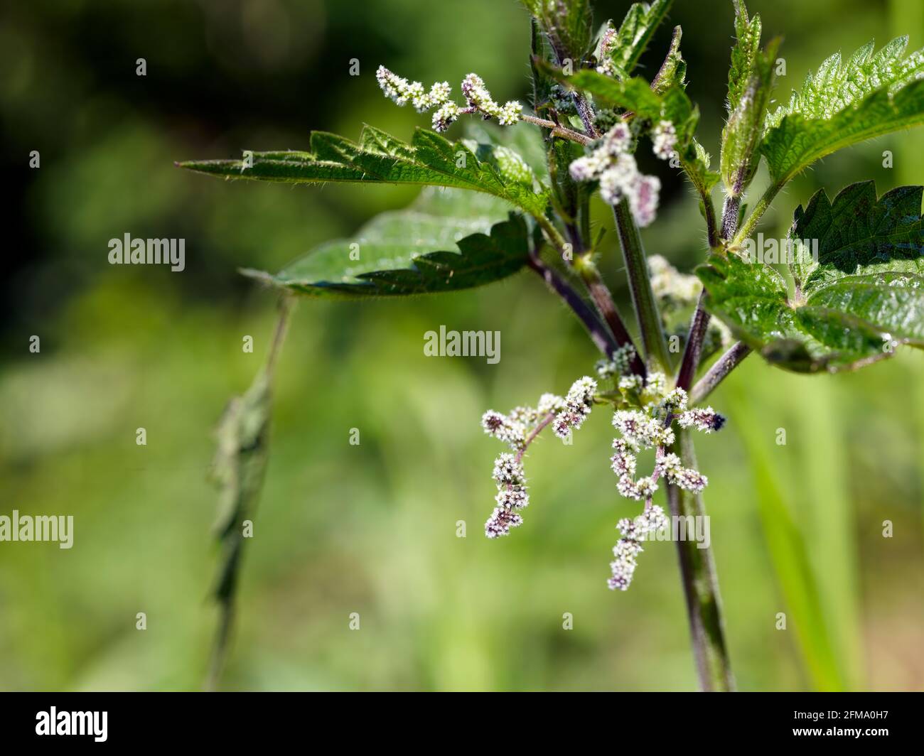 Nettle as a medicinal plant: nettle flowers Stock Photo - Alamy