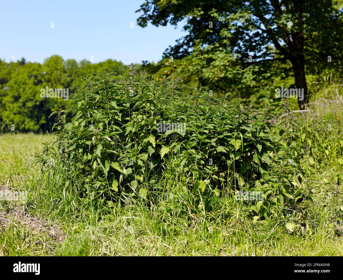 Nettles edge forest hi-res stock photography and images - Alamy
