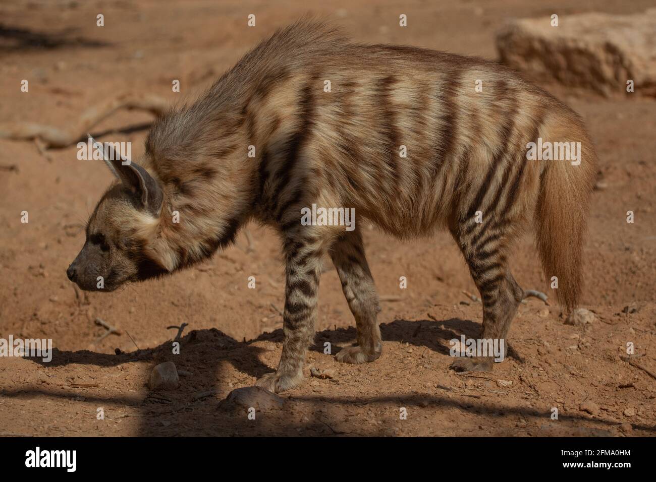 Striped Hyena (Hyaena hyaena Stock Photo - Alamy