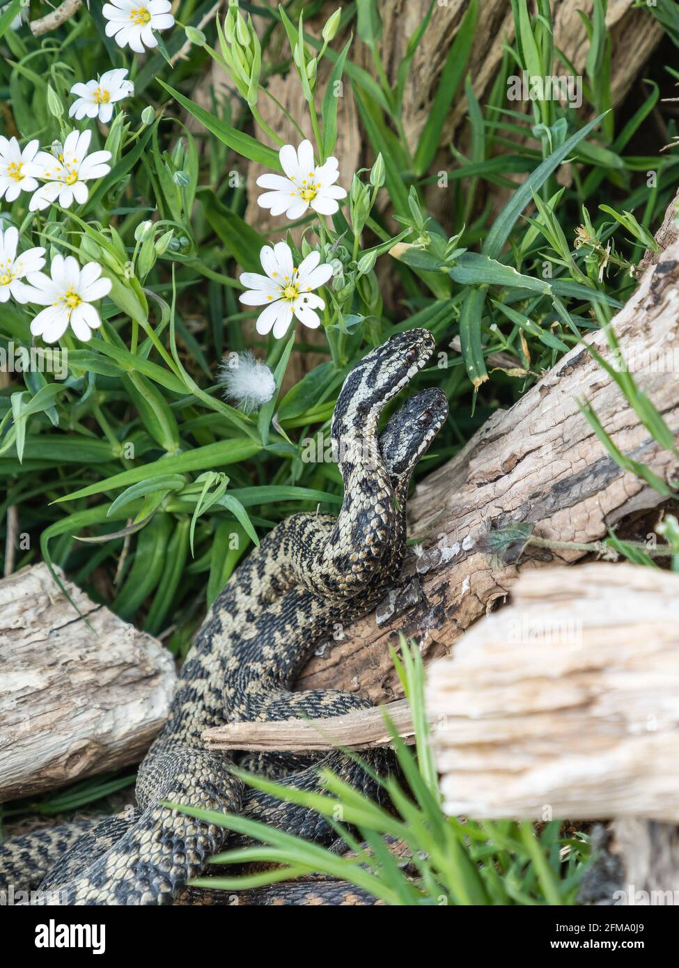 Adder Dance. Male Adders Dacing / Fighting for Dominace Stock Photo - Alamy