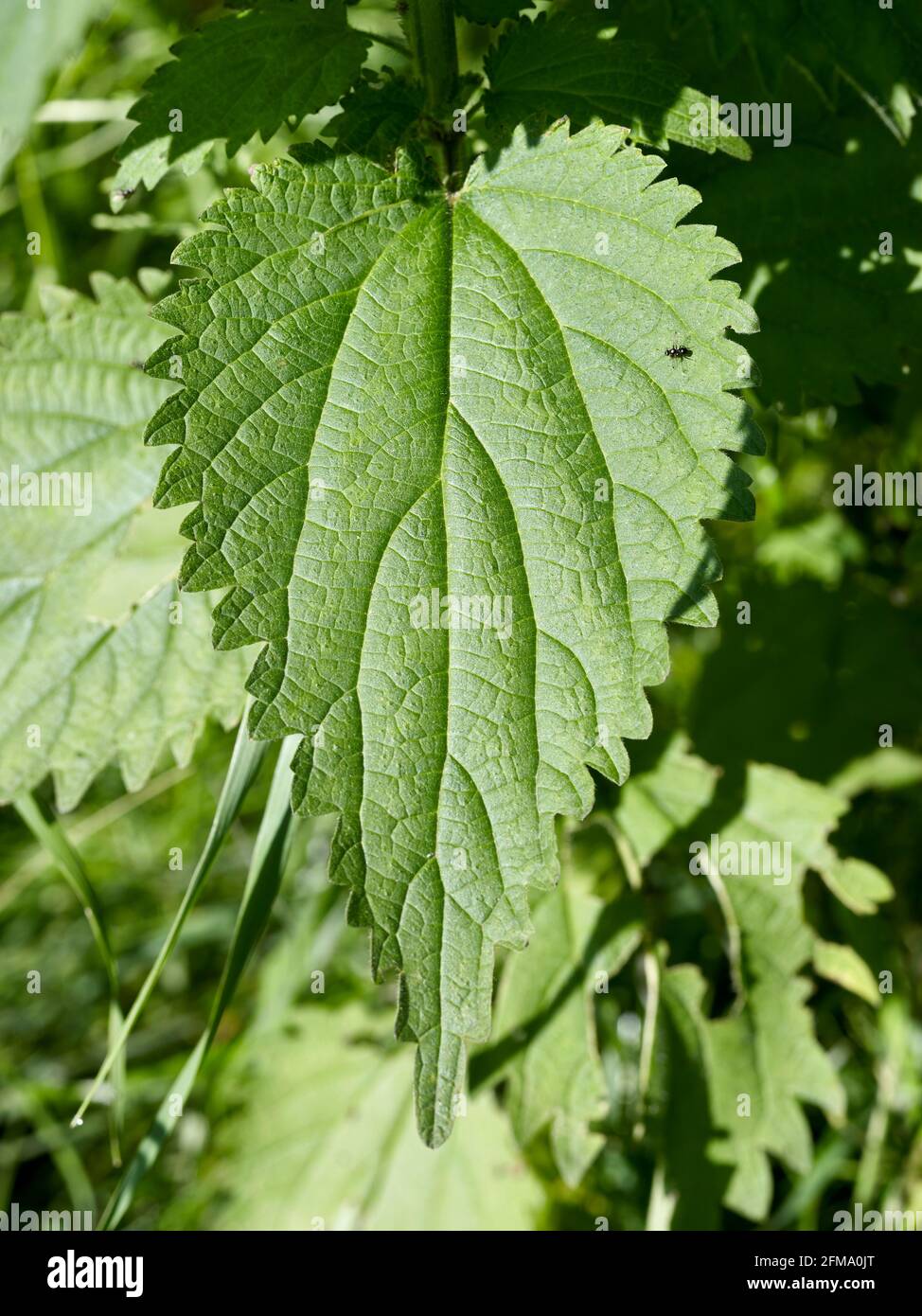 Nettle as a medicinal plant: leaf of a nettle Stock Photo - Alamy