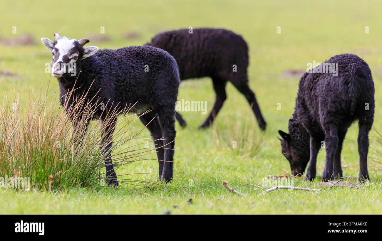 Long sheep hi-res stock photography and images - Alamy
