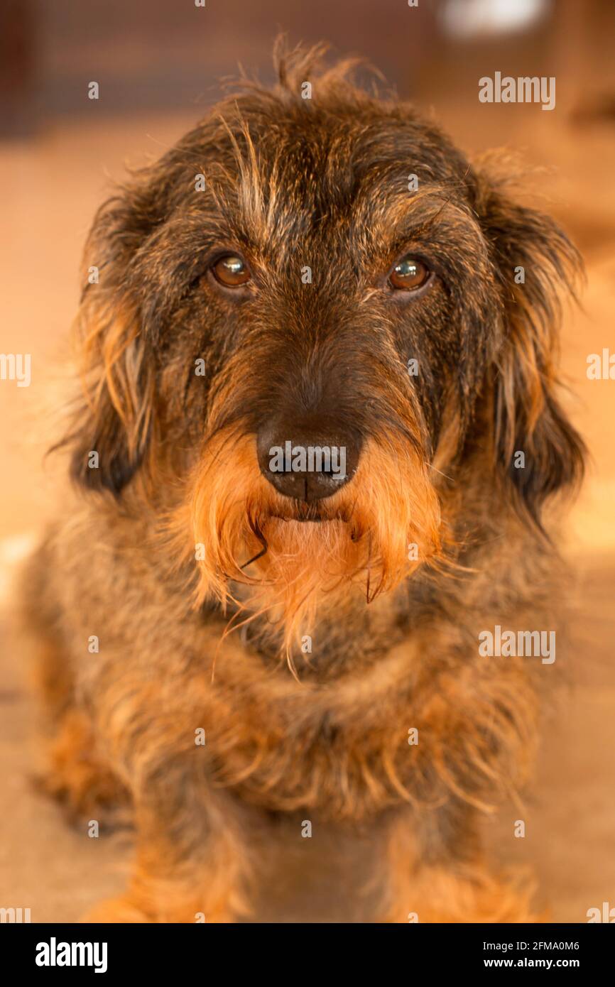 Sausage dog hi-res stock photography and images - Alamy