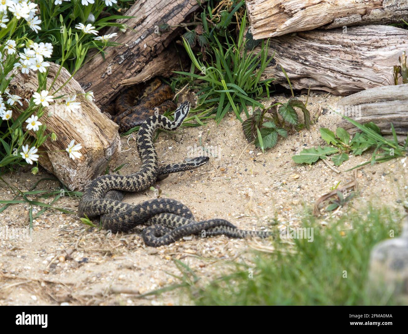 Adder Dance. Male Adders Dacing / Fighting for Dominace Stock Photo - Alamy