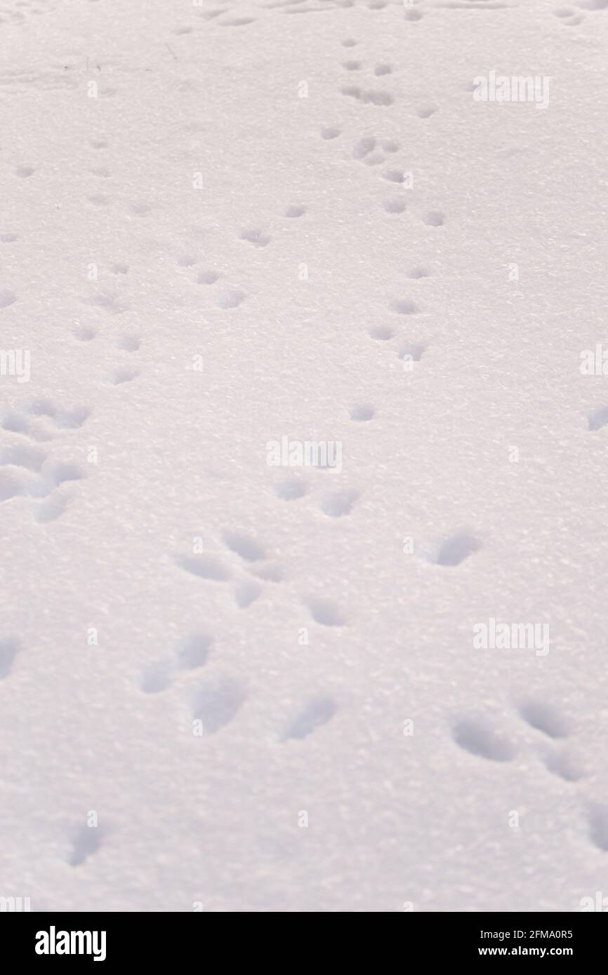 Hare footprints in snow hi-res stock photography and images - Alamy