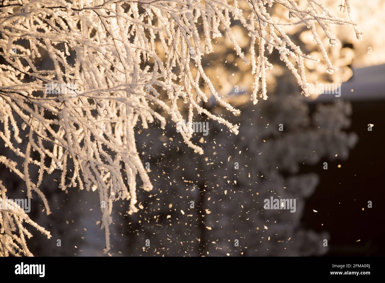 Frosty white birch twigs, nature dark background, Finland Stock Photo ...