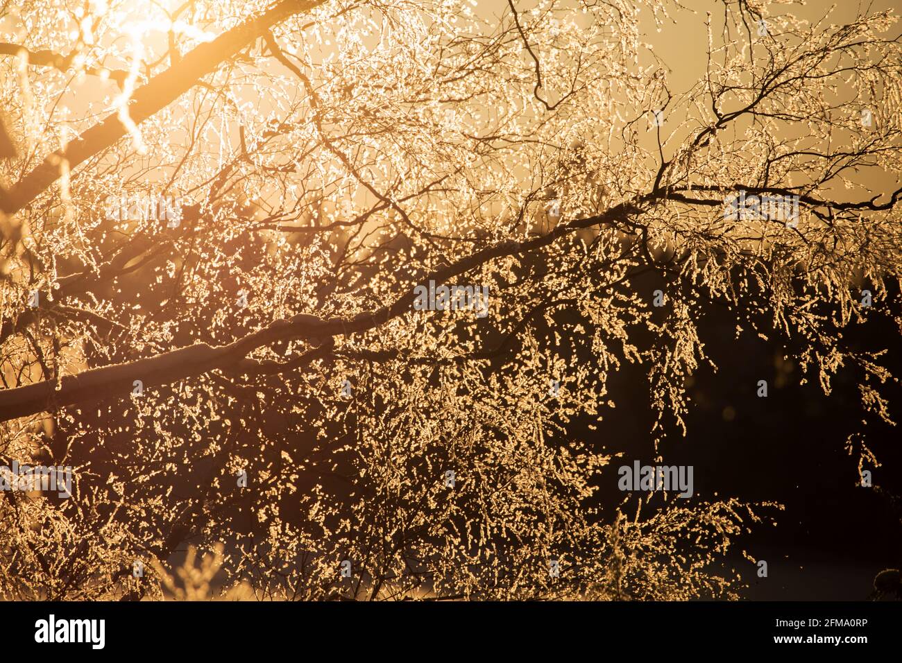 Backlit birch hi-res stock photography and images - Alamy