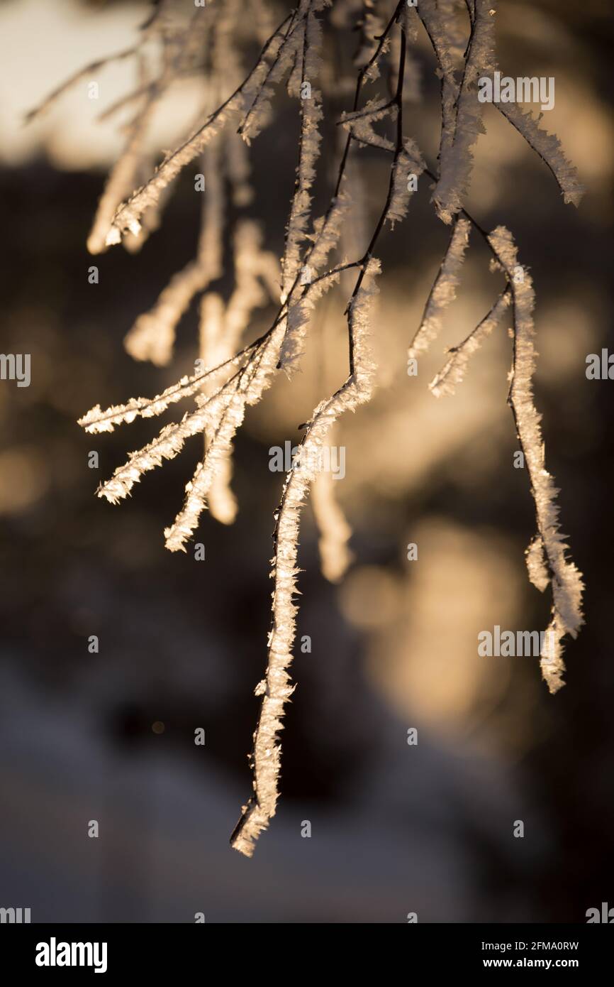 Birch twigs hi-res stock photography and images - Alamy