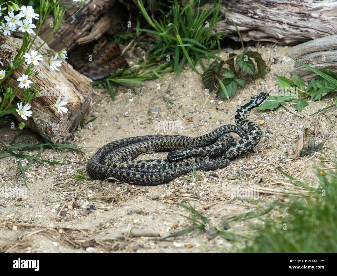 Adder Dance. Male Adders Dacing / Fighting for Dominace Stock Photo - Alamy