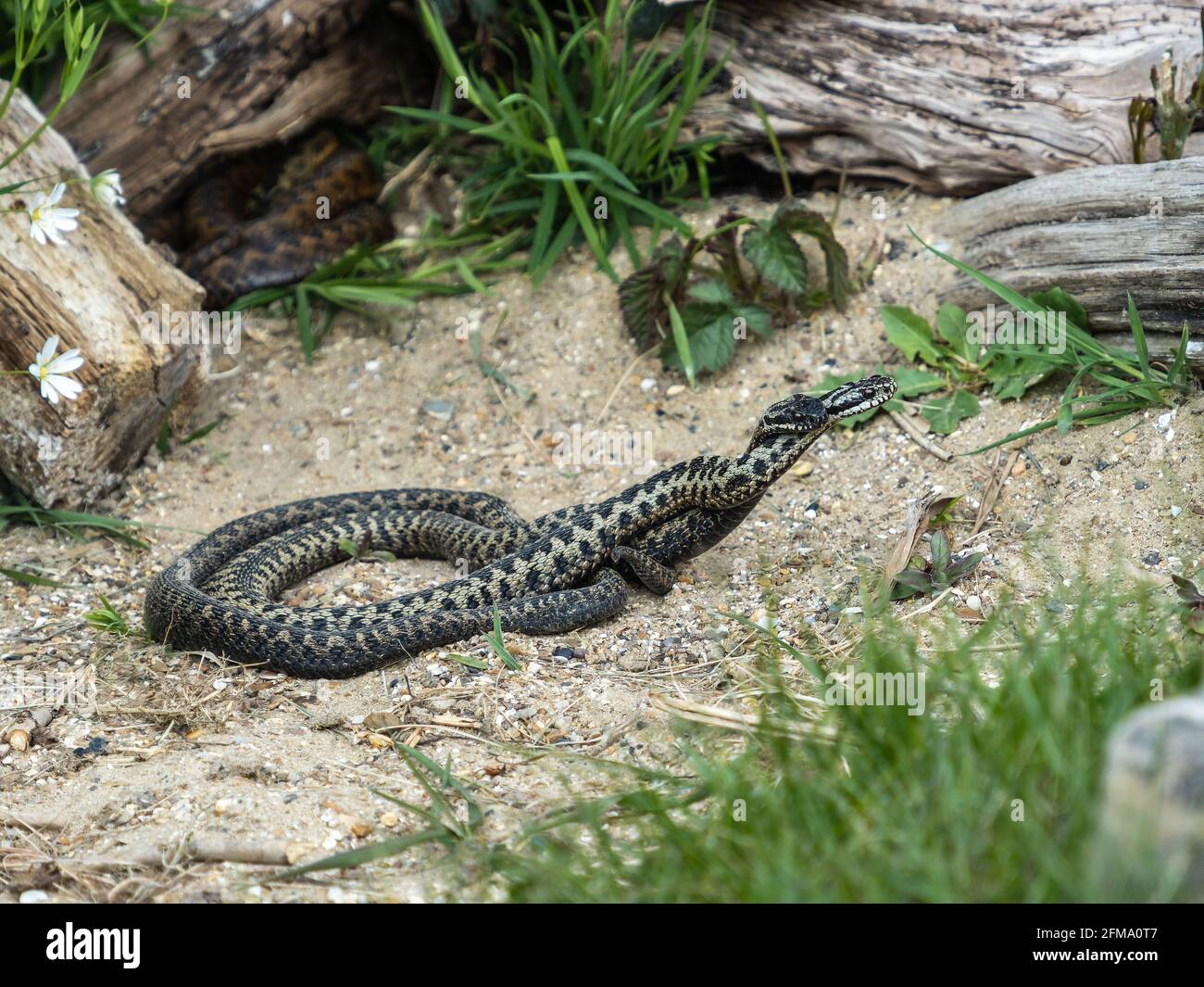Adder Dance. Male Adders Dacing / Fighting for Dominace Stock Photo - Alamy
