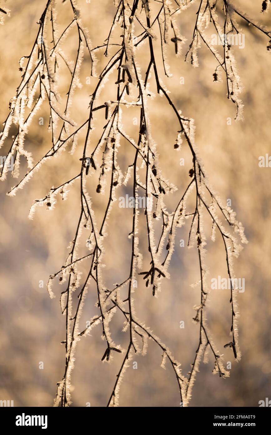 Frozen Twigs High Resolution Stock Photography and Images - Alamy