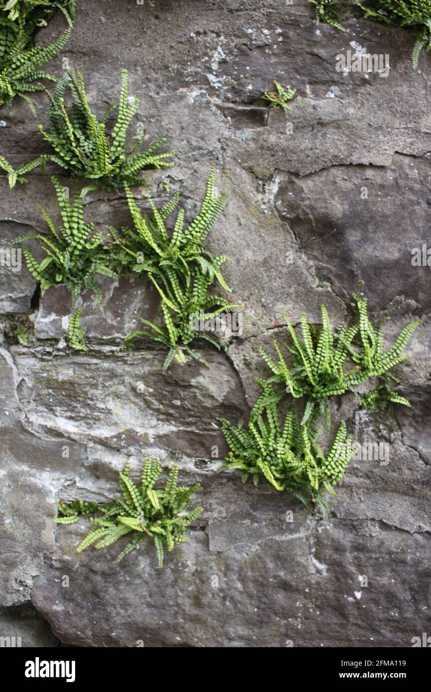 Plants Growing In Unusual Places High Resolution Stock Photography and ...