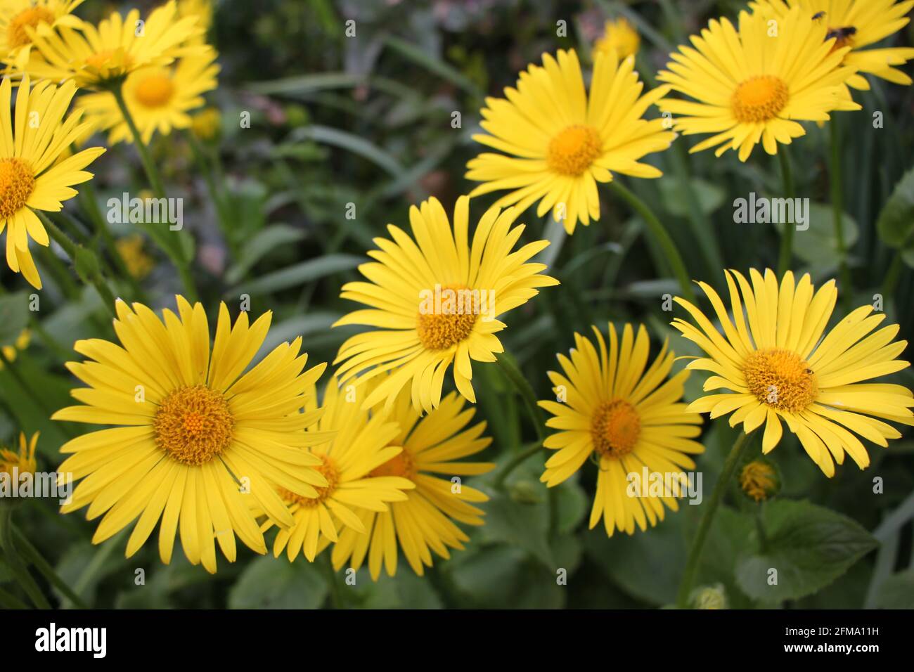 Soulful stems hi-res stock photography and images - Alamy