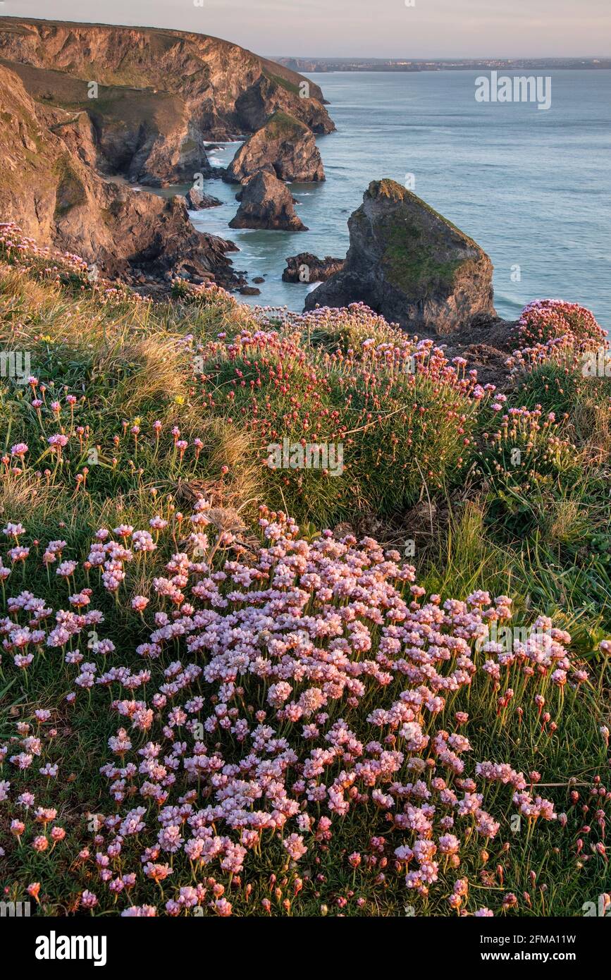 Stunning landscape image during golden hour on Cornwall coastline at ...