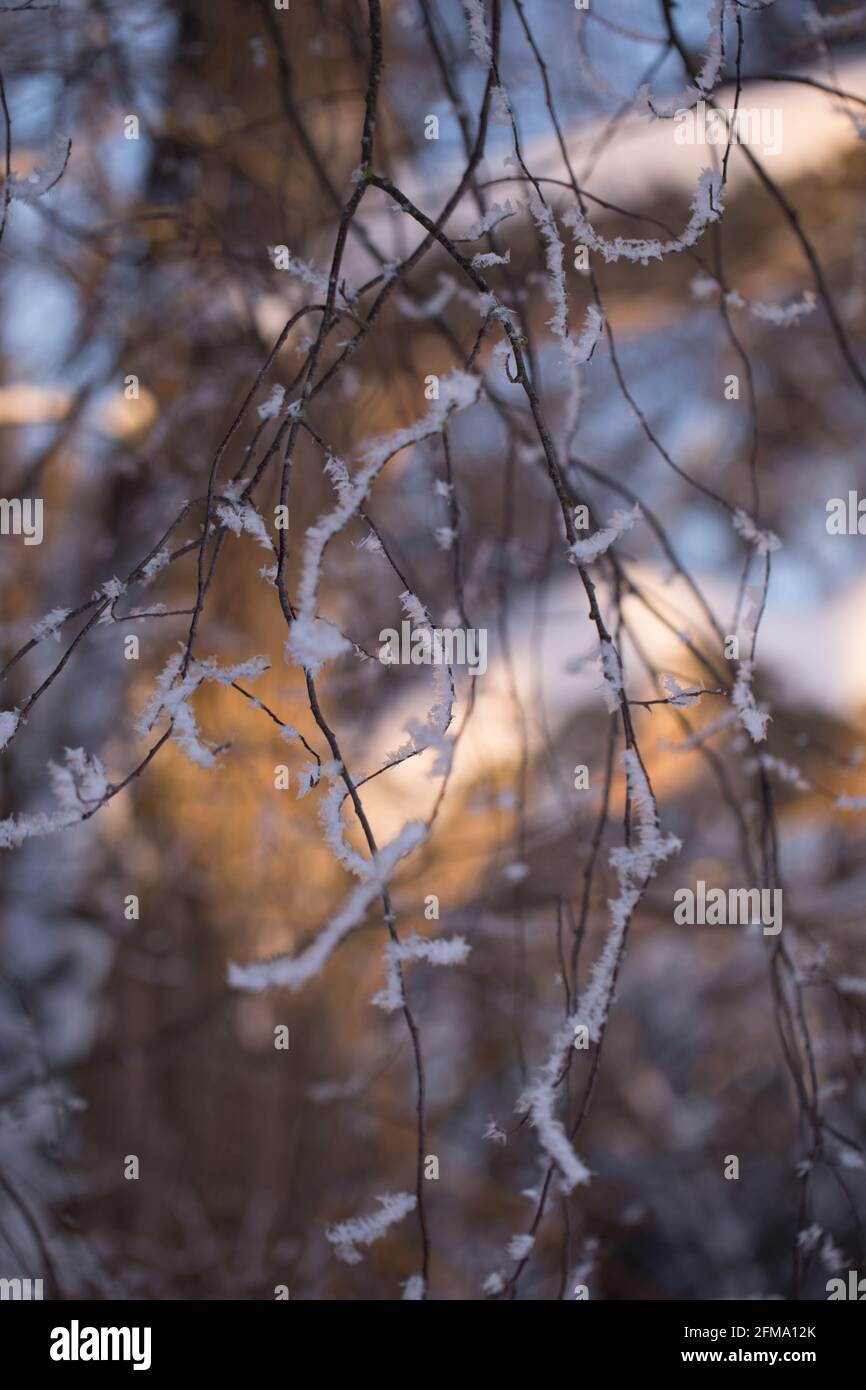 Frosted twigs, nature sunny background, Finland Stock Photo - Alamy