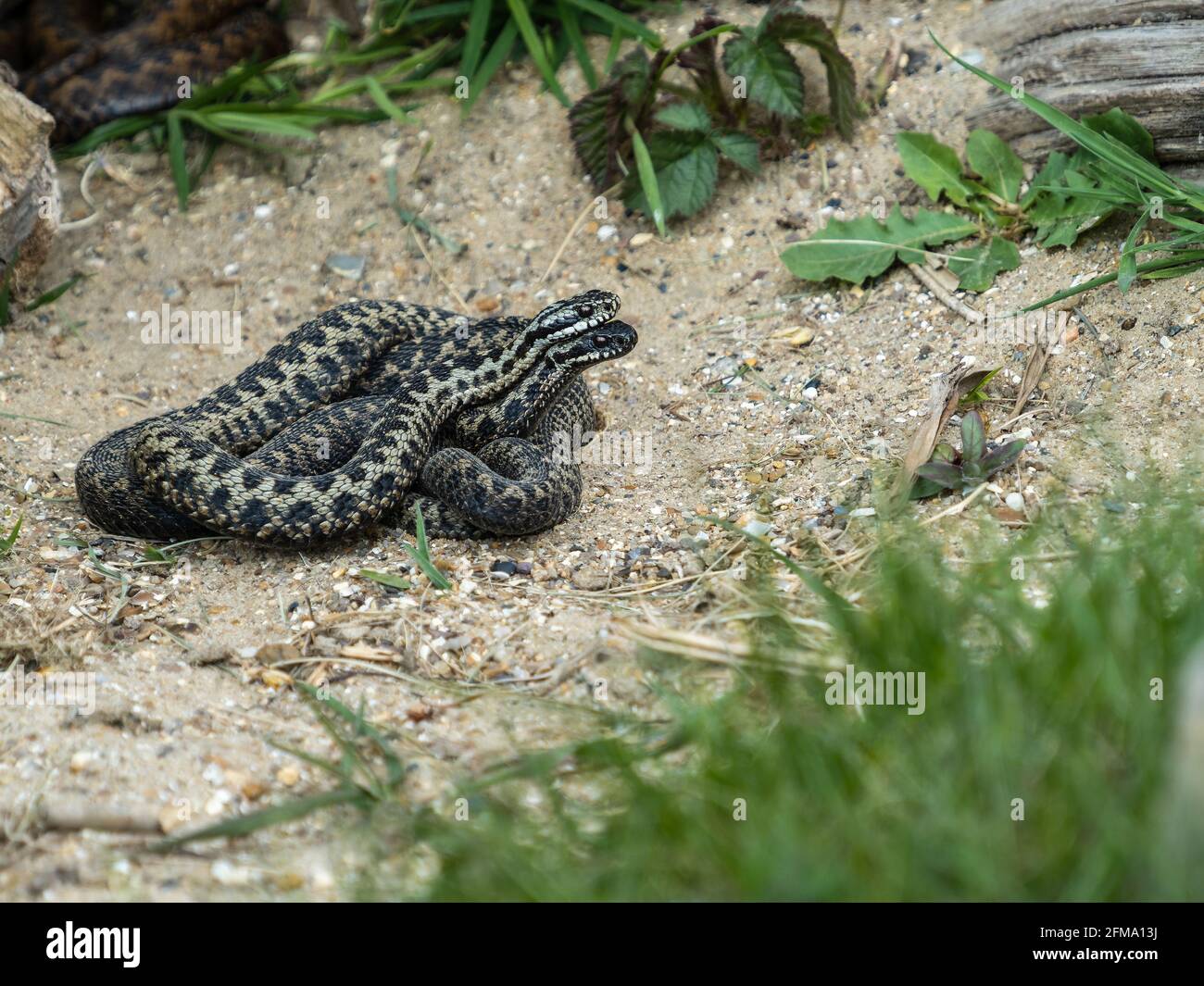 Male adders hi-res stock photography and images - Alamy