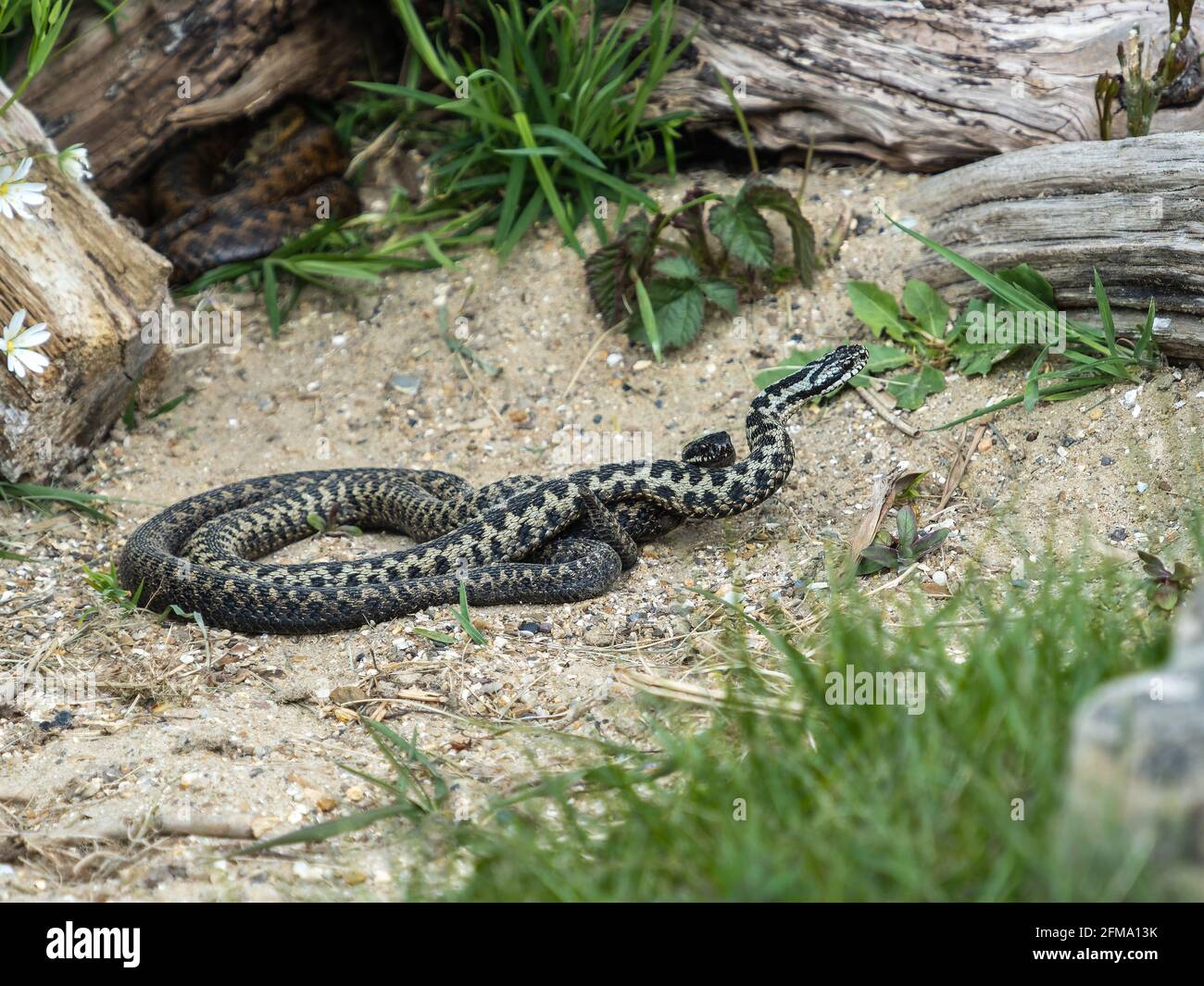 Adder dance uk hi-res stock photography and images - Alamy