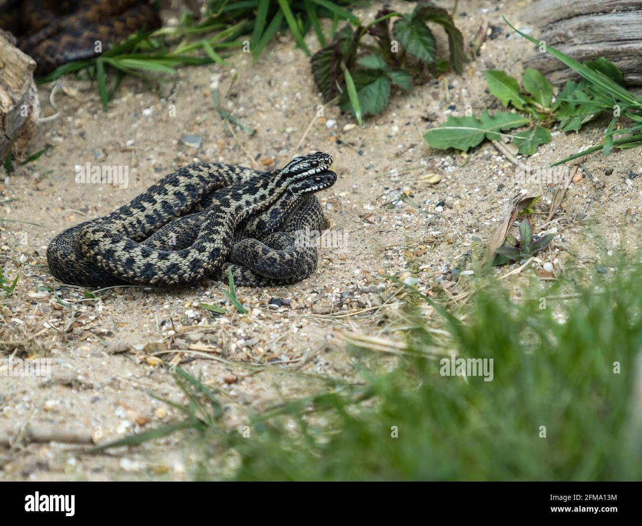 Adder Dance. Male Adders Dacing / Fighting for Dominace Stock Photo - Alamy