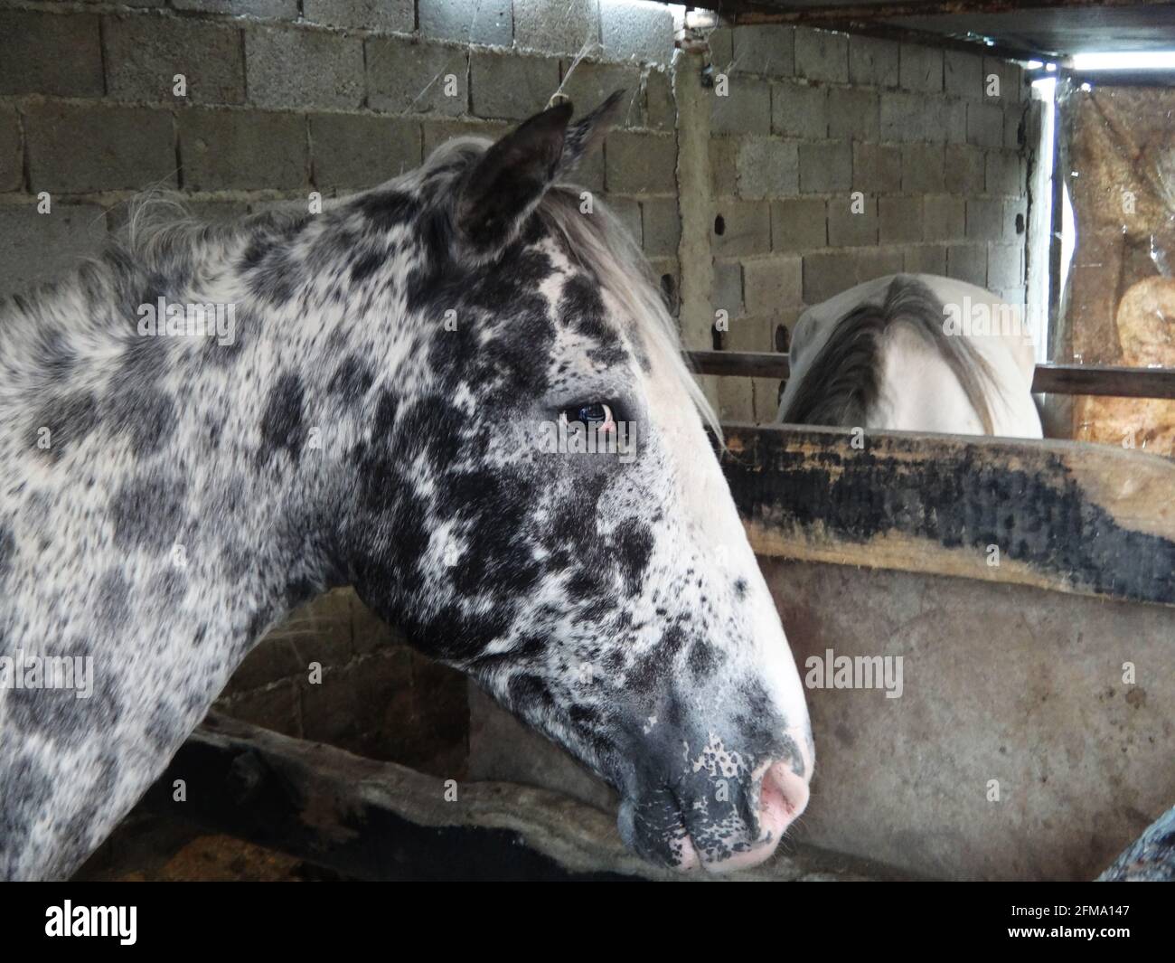 Closeup of a chubara spotted horse in a barn Stock Photo - Alamy