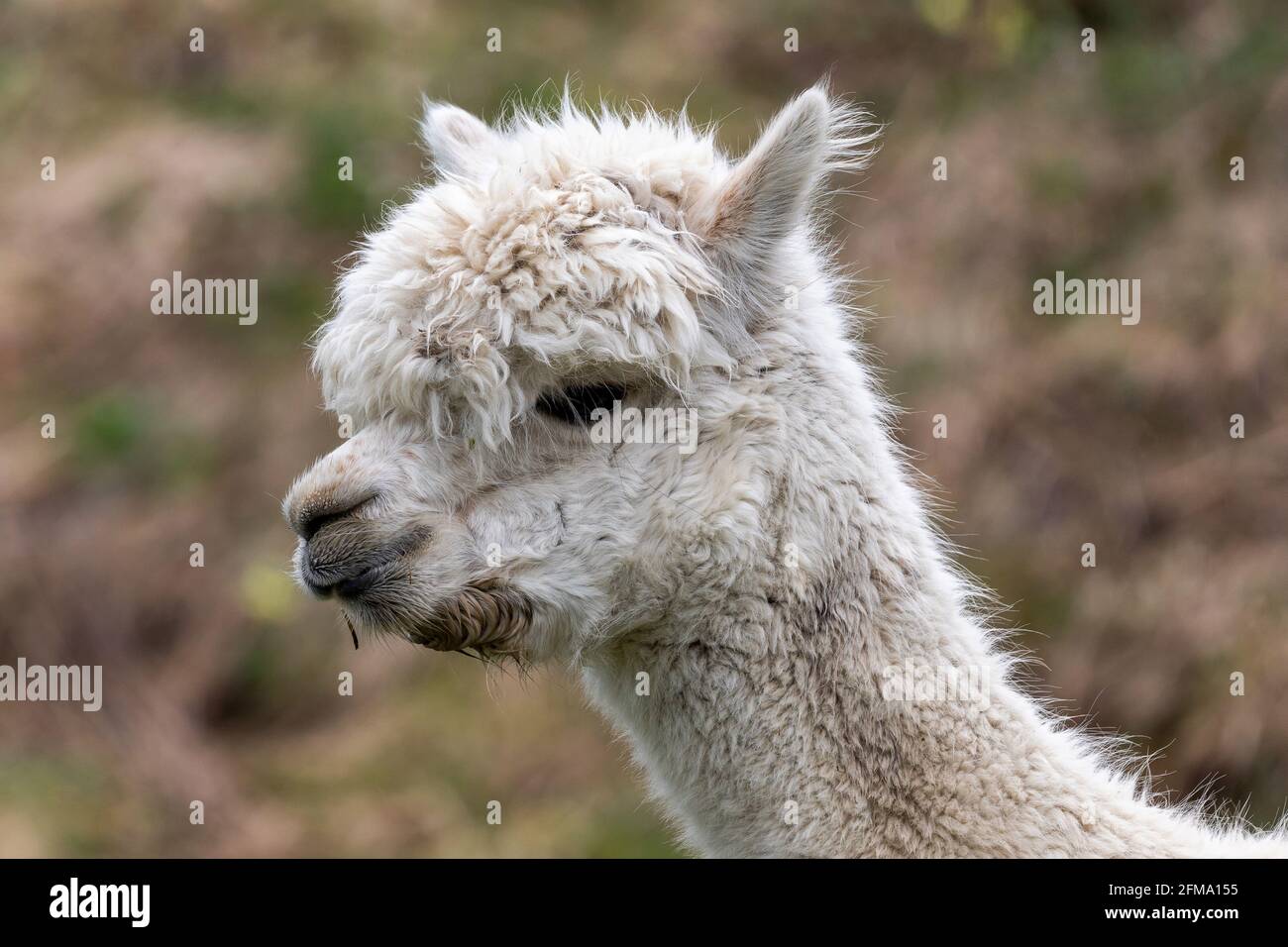 Portrait from a beautiful alpaca Stock Photo - Alamy