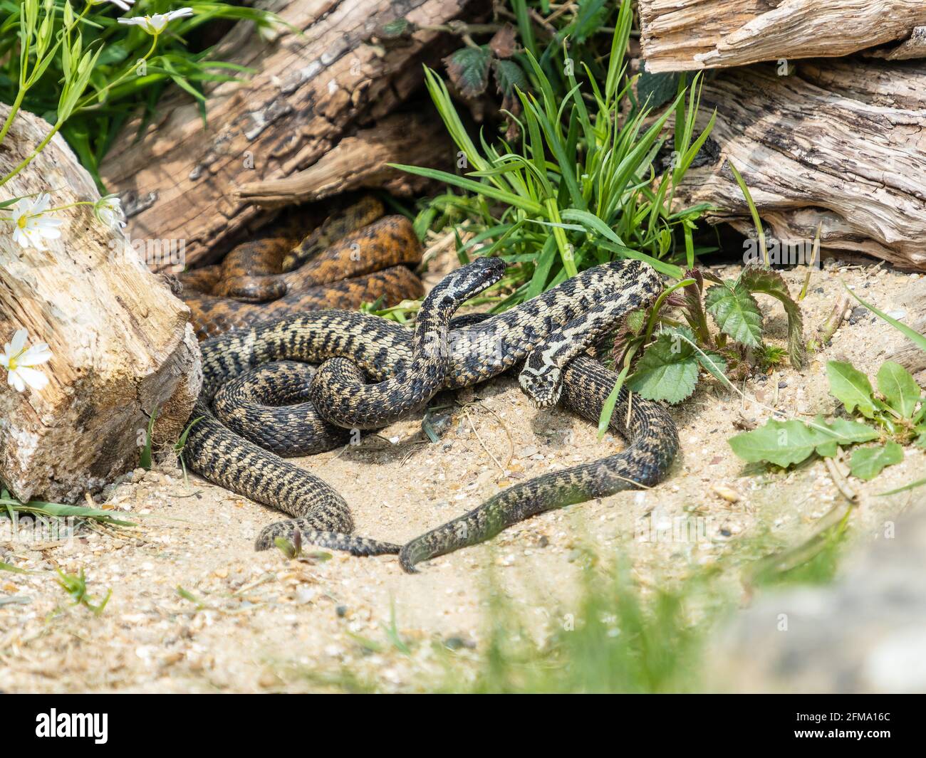 Adder Dance. Male Adders Dacing / Fighting for Dominace Stock Photo - Alamy