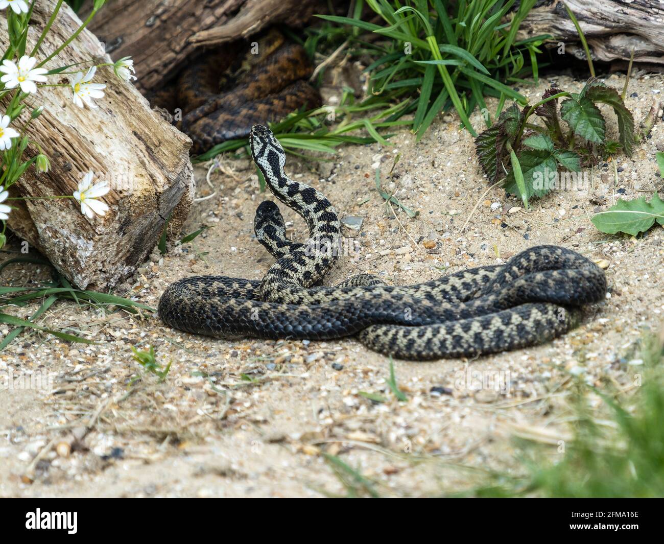 Adder Dance. Male Adders Dacing / Fighting for Dominace Stock Photo - Alamy