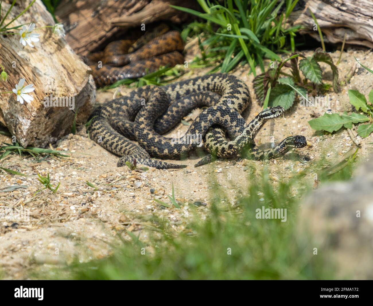 Adders fighting hi-res stock photography and images - Alamy
