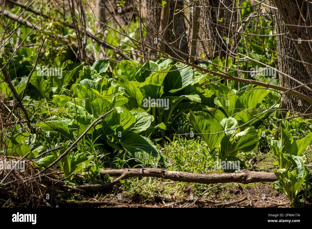 Skunk cabbage (Symplocarpus foetidus) is one of the first native plants ...