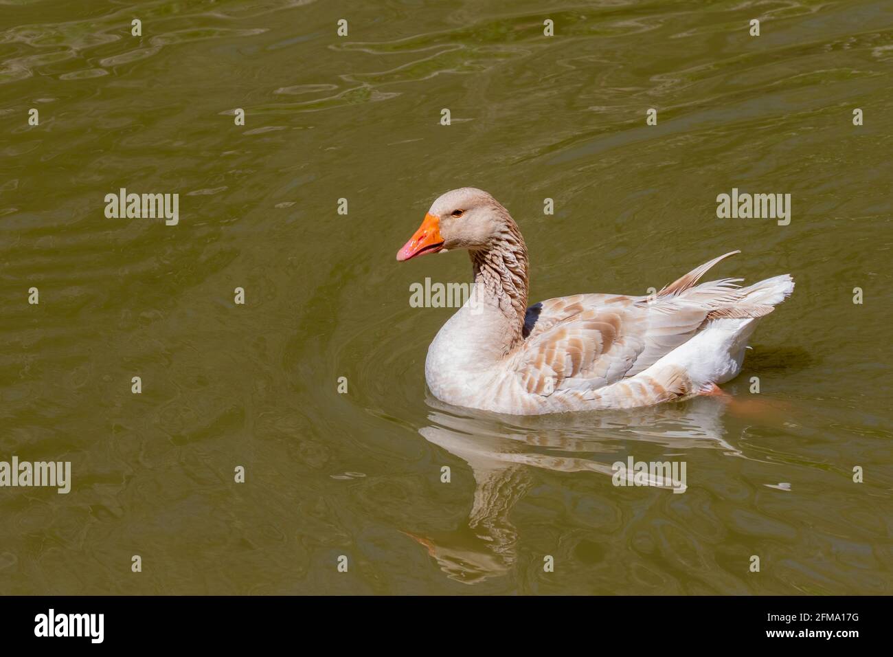 The American Buff goose is a breed of domestic goose native to the ...
