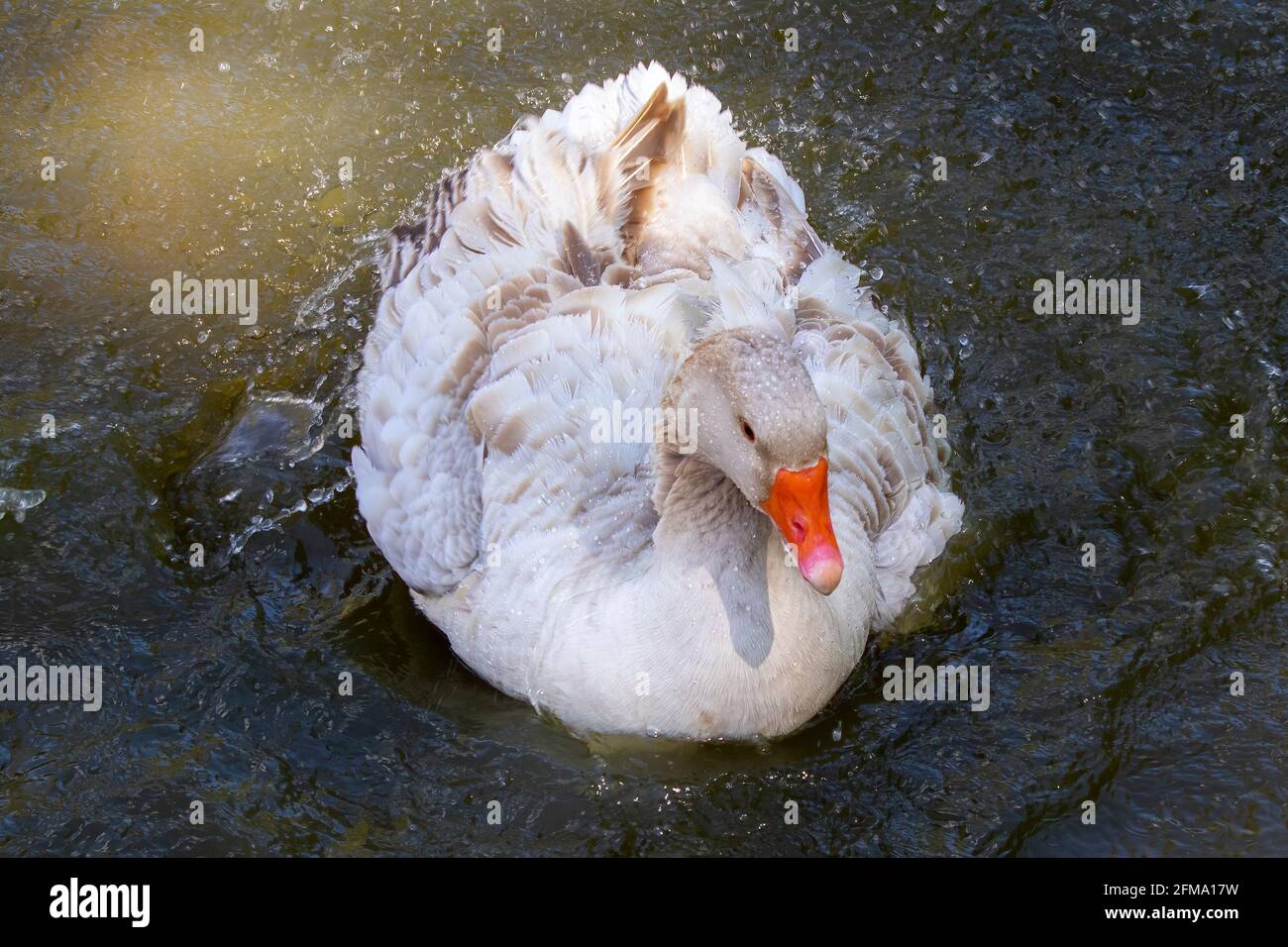 The American Buff goose is a breed of domestic goose native to the ...
