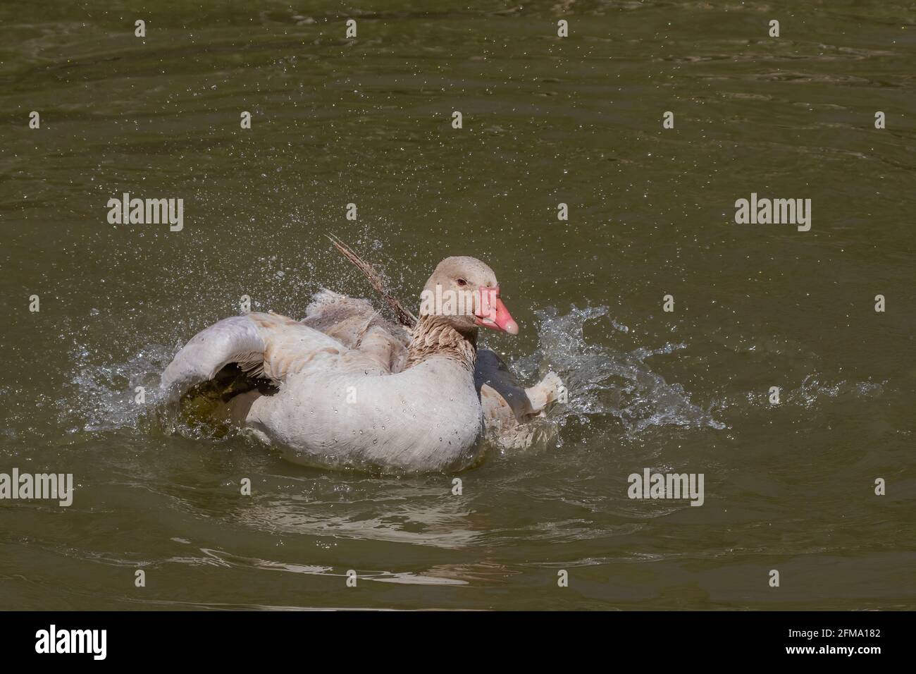 The American Buff goose is a breed of domestic goose native to the ...