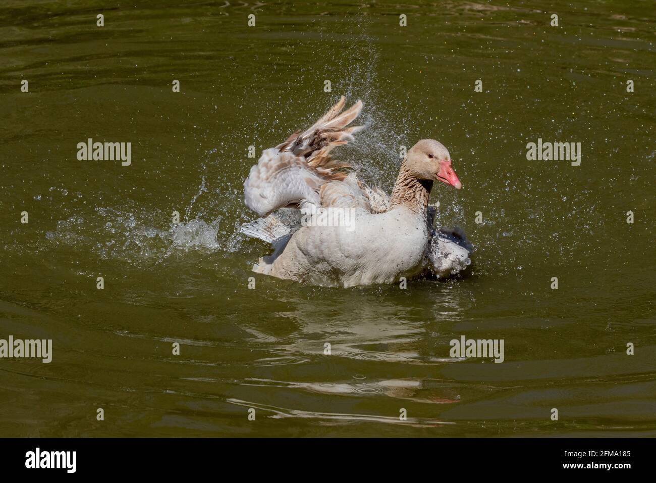 The American Buff goose is a breed of domestic goose native to the ...