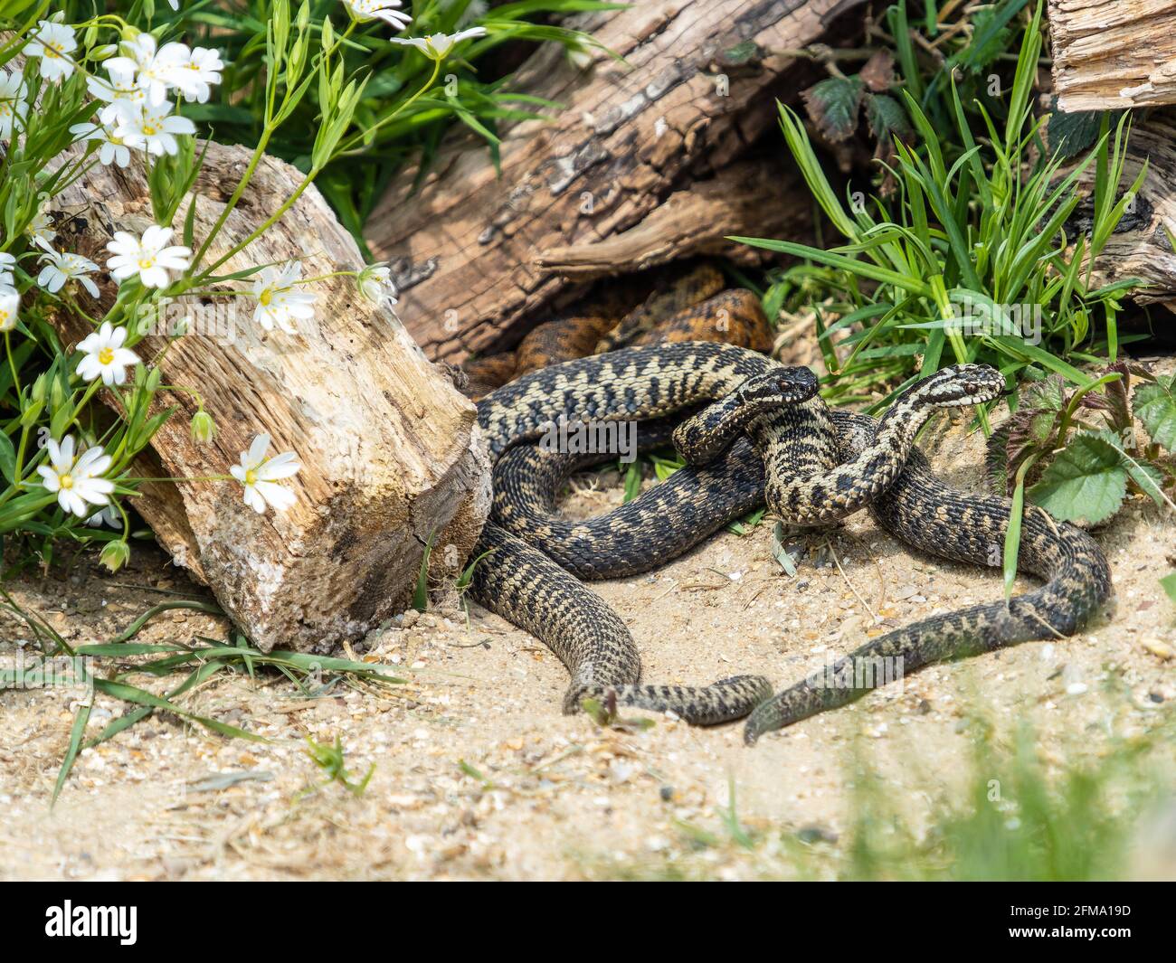 Adder Dance. Male Adders Dacing / Fighting for Dominace Stock Photo - Alamy
