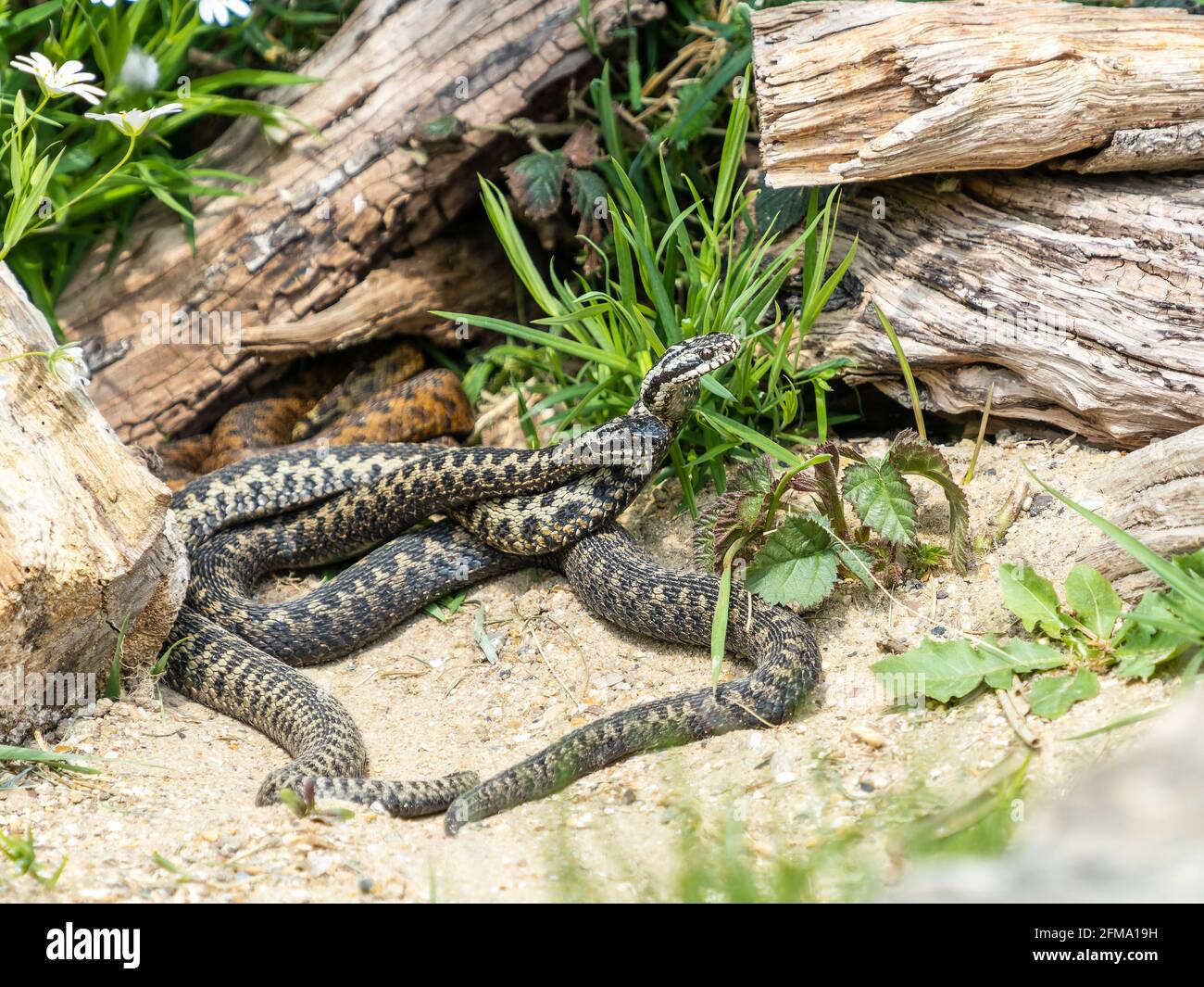 Adders fighting hi-res stock photography and images - Alamy