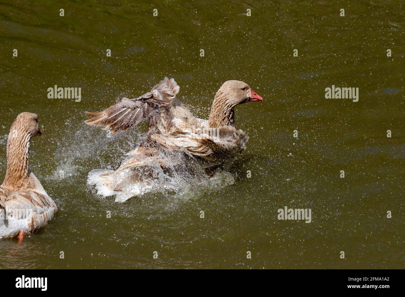 The American Buff goose is a breed of domestic goose native to the ...