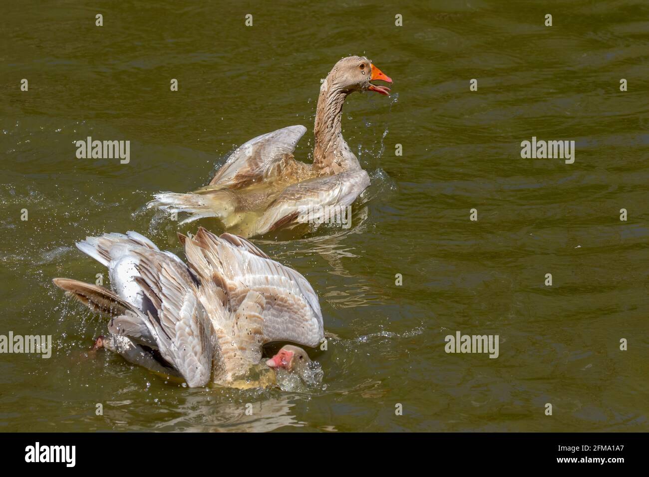 The American Buff goose is a breed of domestic goose native to the ...