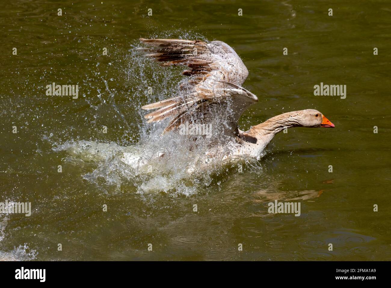 The American Buff goose is a breed of domestic goose native to the ...