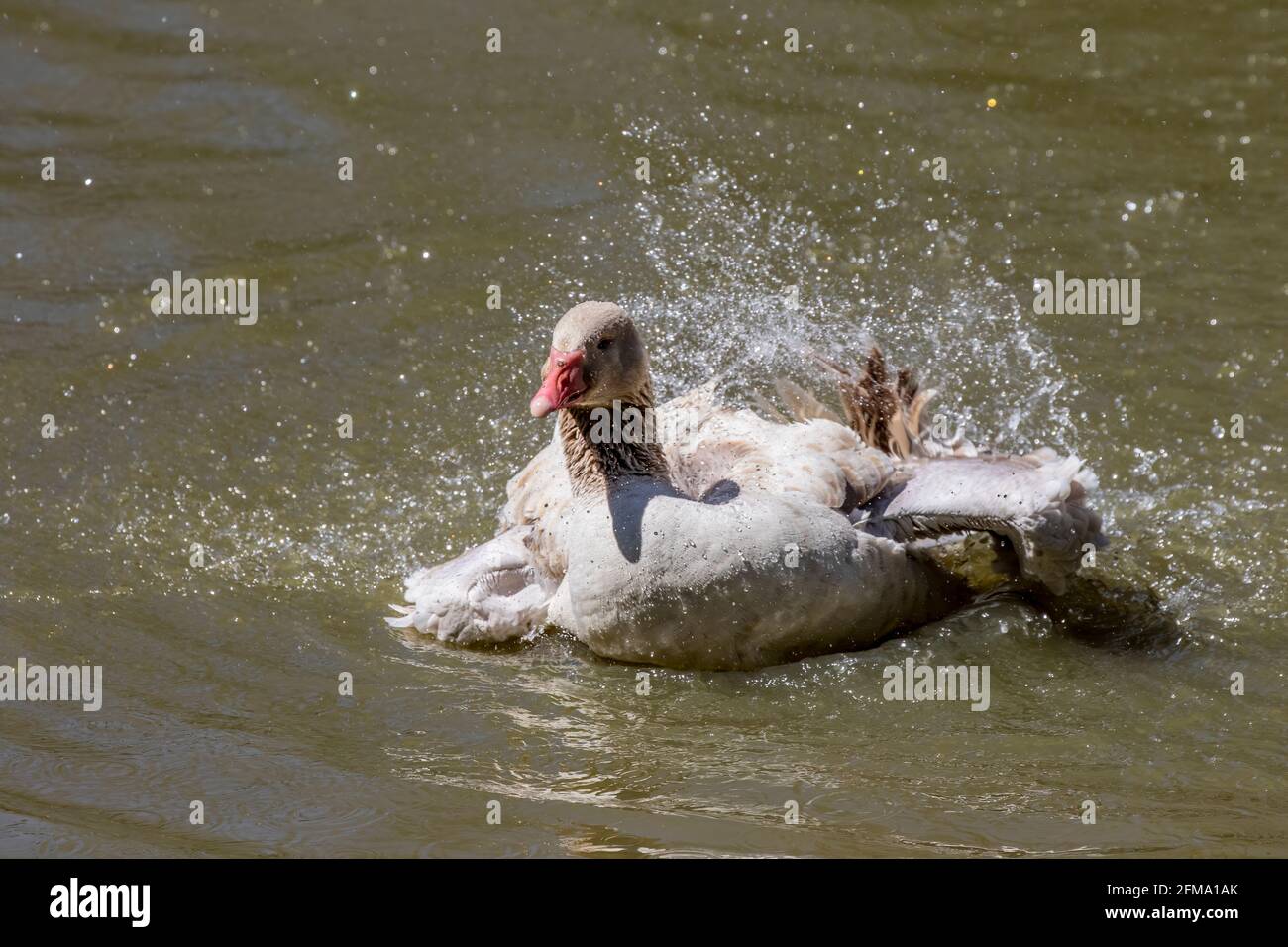 American Buff Goose High Resolution Stock Photography and Images - Alamy