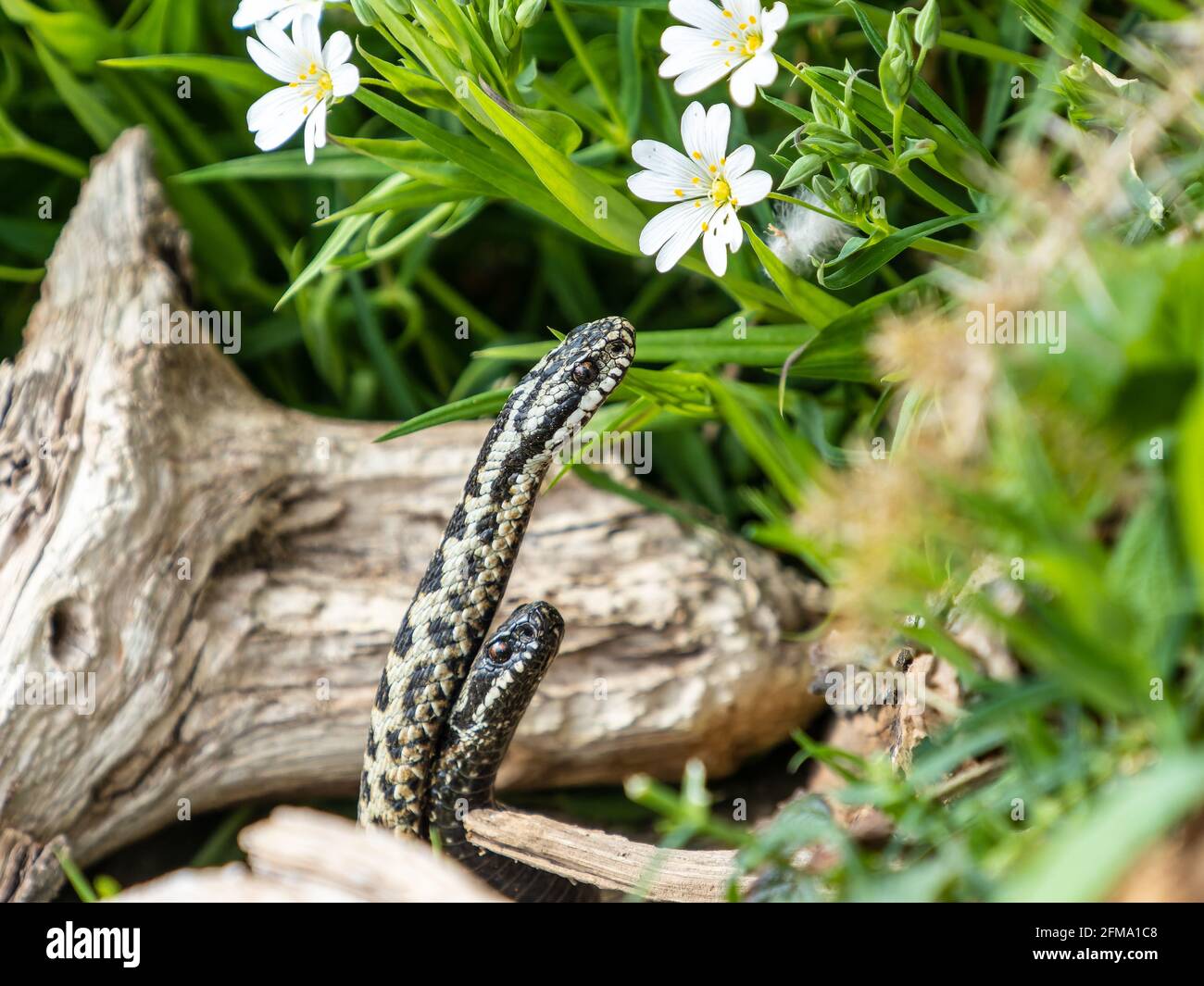 Adder Dance. Male Adders Dacing / Fighting for Dominace Stock Photo - Alamy