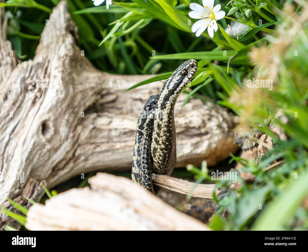 Adder Dance. Male Adders Dacing / Fighting for Dominace Stock Photo - Alamy