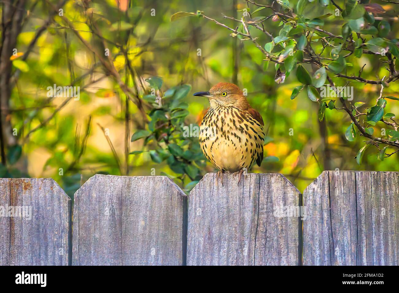 Natures best of Wildlife animals and birds Stock Photo - Alamy