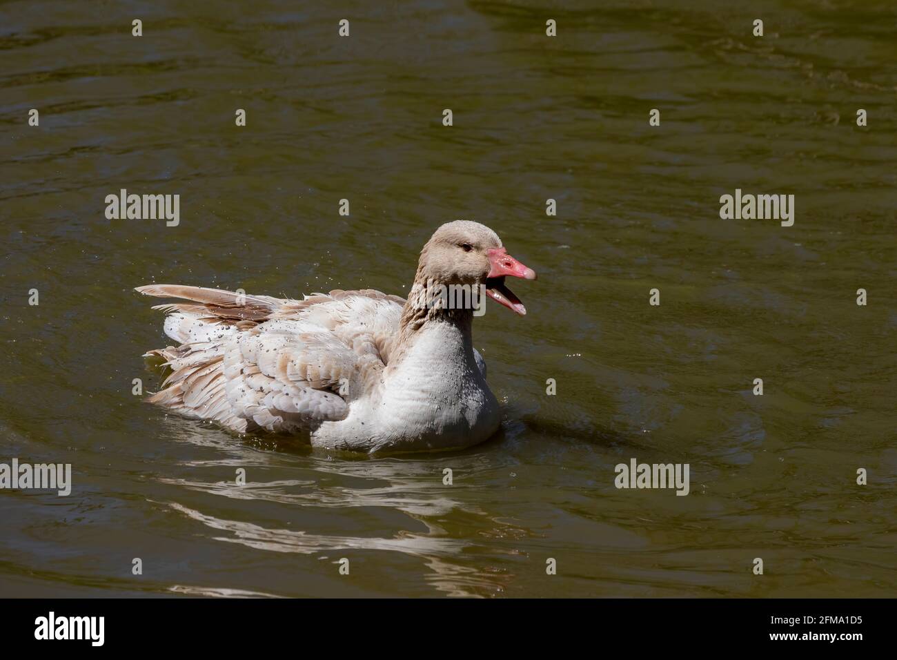 The American Buff goose is a breed of domestic goose native to the ...