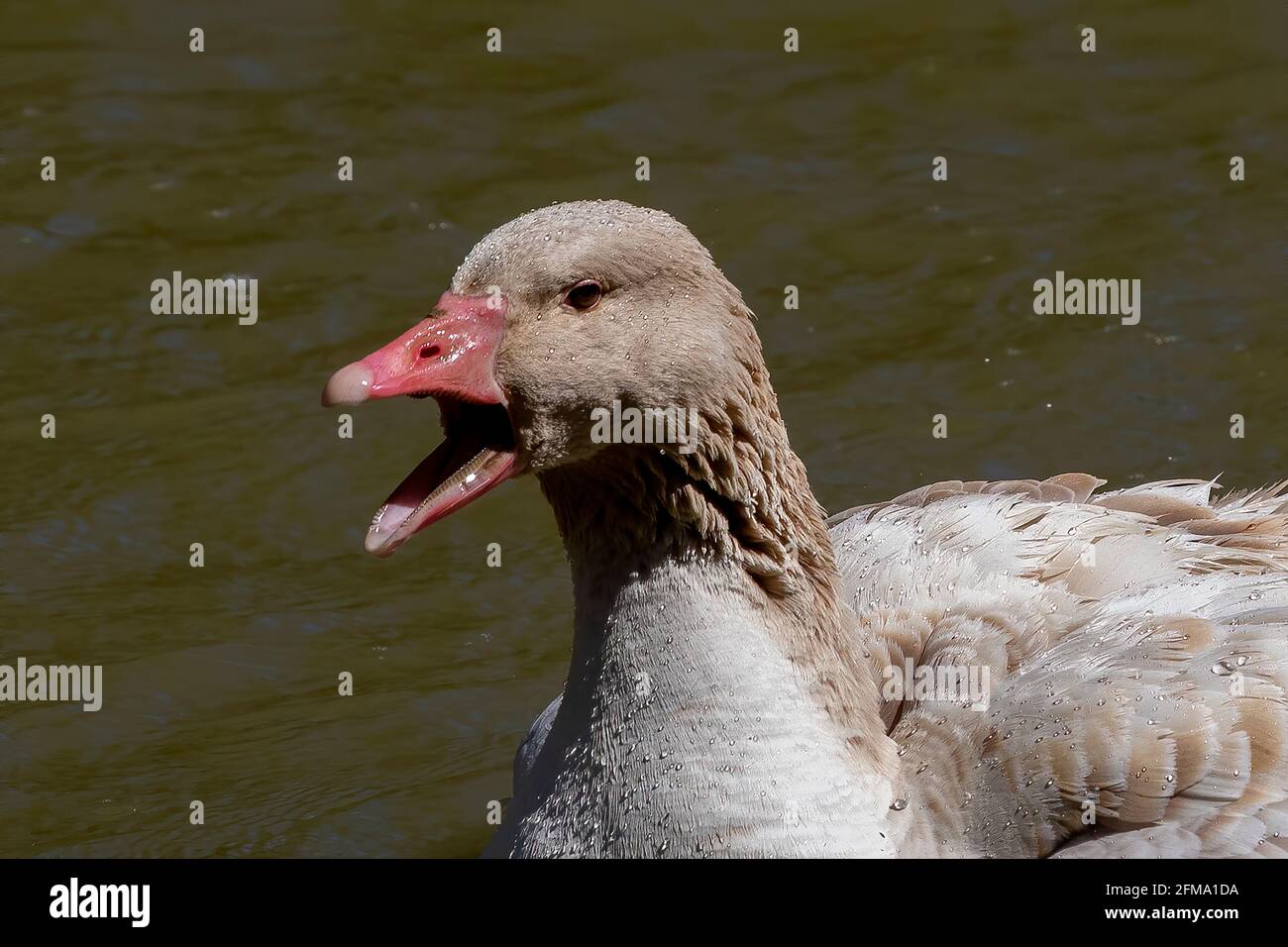 The American Buff goose is a breed of domestic goose native to the ...