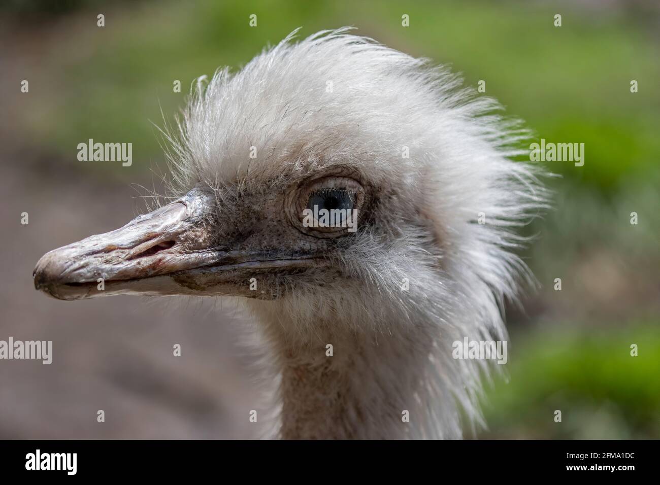 Head the greater or American rhea (Rhea americana), native to south ...